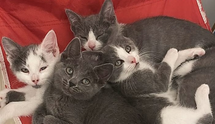 Kittens Are WSCR Cats Of The Week | News, Sports, Jobs - Post Journal